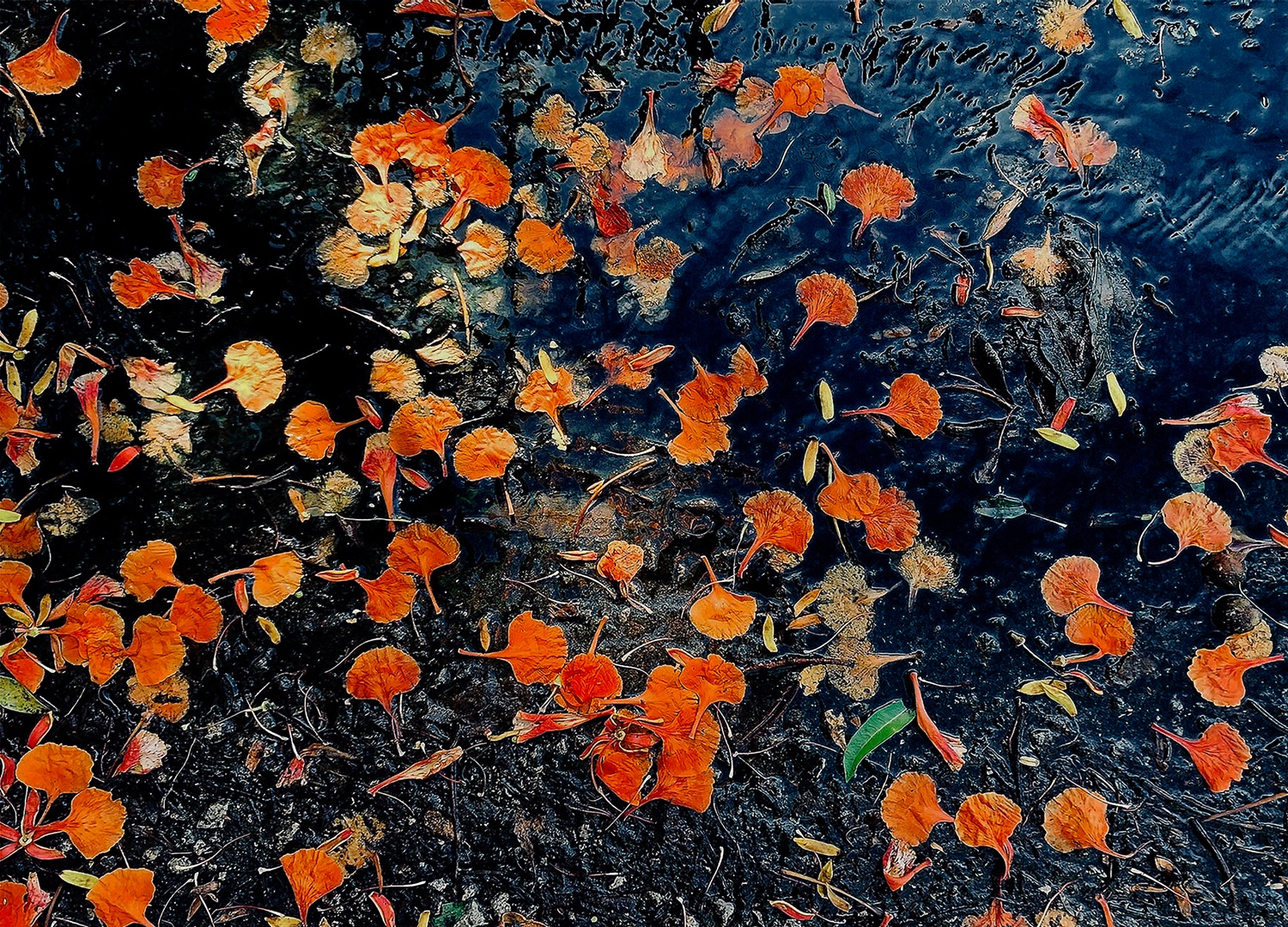 Lissette Solórzano - Cuban Contemporary Artist